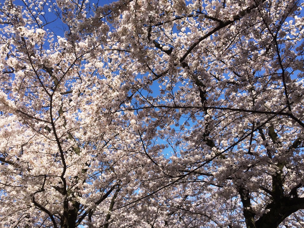 ランニングポーチ不要、FlipBeltがランニング時・ジョギング時の最強ツール！ :: terabo.net